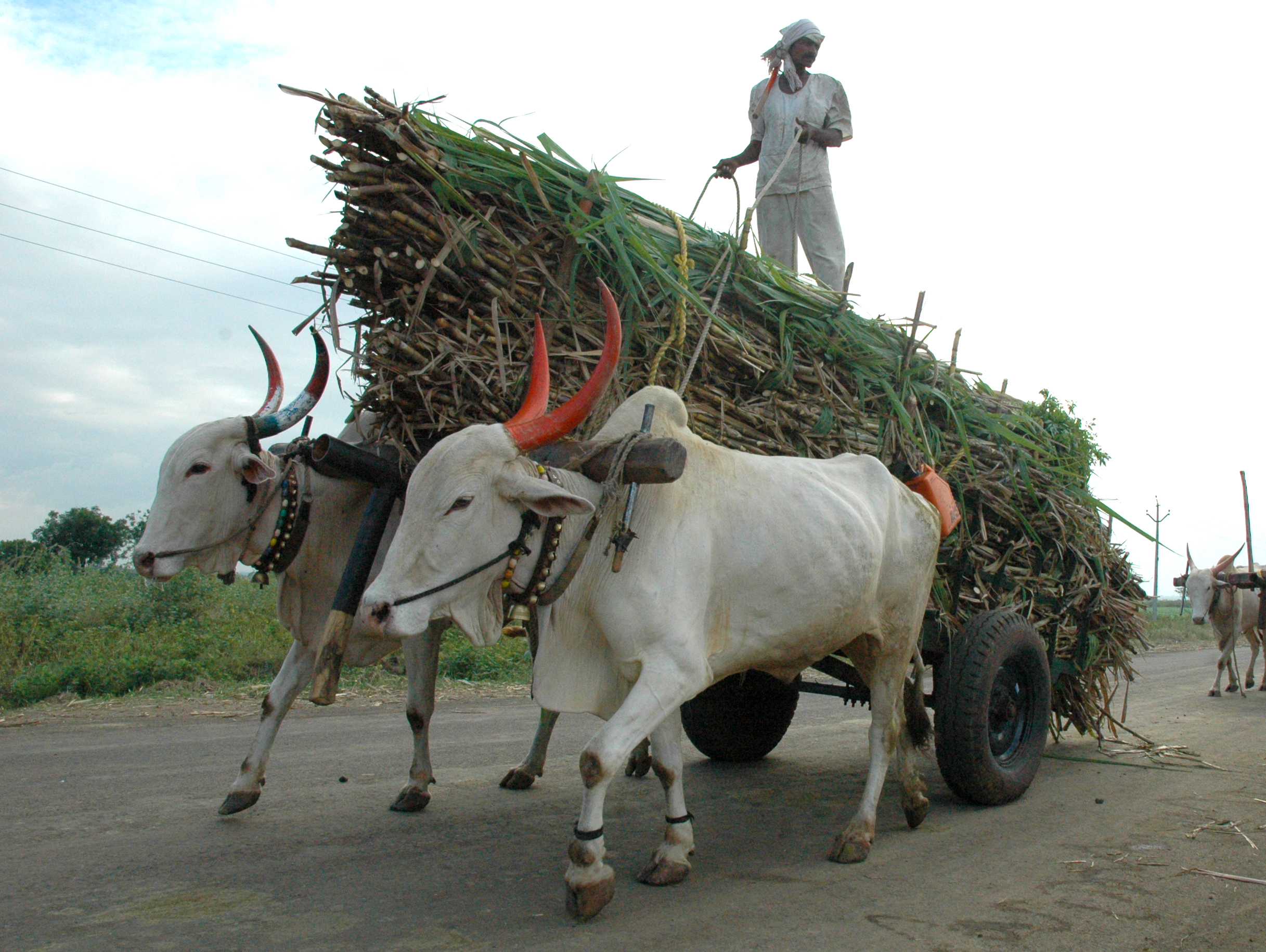 For These Animals, Work Never Ends - Animal Rahat