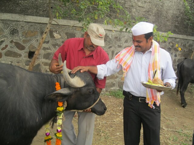 Rescued Animals Enjoy Extra Treats for Diwali | Animal Rahat