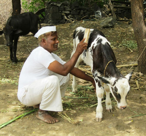 The positive effects of grooming - Animal Rahat