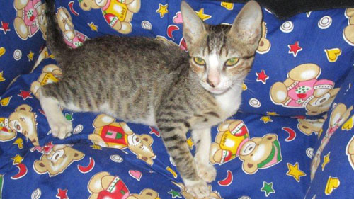 Craig the cat - Animal Rahat