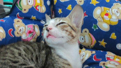 Craig the cat - Animal Rahat