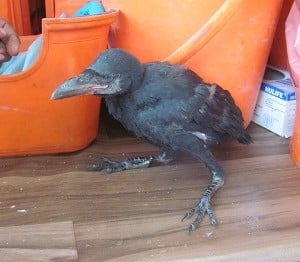 Baby crow rescued! | Animal Rahat