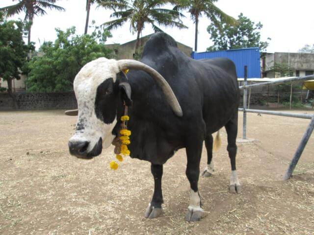 Working Animals Honored With Special Treats, Colorful Garlands - Animal ...