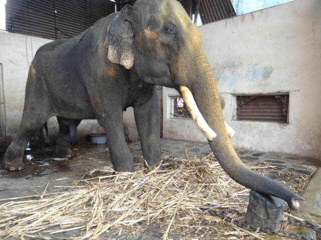 Light at the End of the Tunnel for Elephant Ram Prasad - Animal Rahat