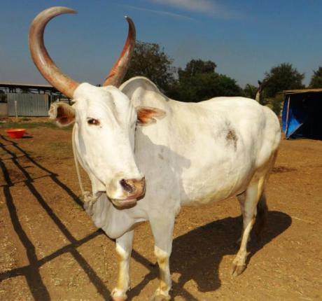 Animal Rahat Gives Animals Reason to Celebrate - Animal Rahat