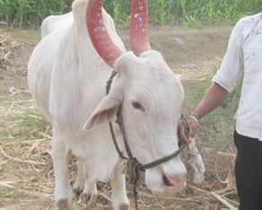 What Do These Four Bullocks Have in Common? - Animal Rahat