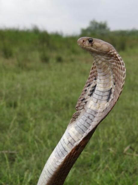 Snake Escapes Death in a Pipe and More Spectacular Rescues - Animal Rahat
