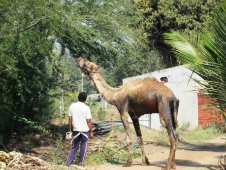 Rescued Camels Meet Their Soul Mates—Each Other - Animal Rahat