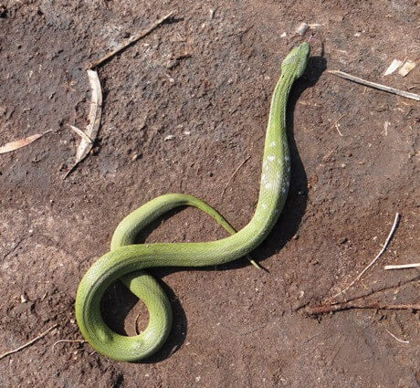 The Hidden Lives of Snakes - Animal Rahat