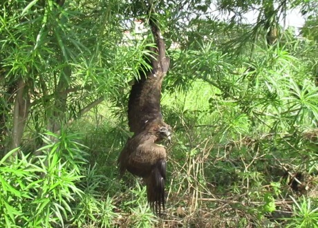 When Kite String is Deadly - Animal Rahat