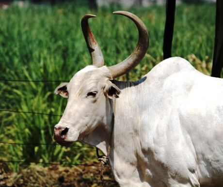 The Hidden Lives of Bullocks - Animal Rahat