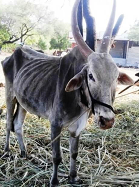 This Bullock Didn't Go to the Butcher - Animal Rahat