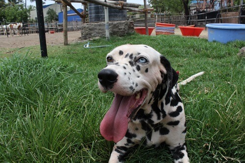 New Residents at the Home for Retired Bullocks Include Circus Rescues ...