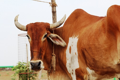 Animal Rahat's New Sanctuary Is Home Sweet Home for These Bullocks ...