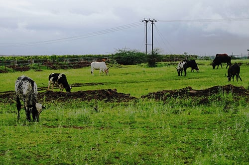 Kalu Takes His First Swim - Animal Rahat