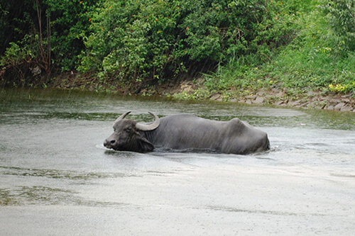 Kalu Takes His First Swim - Animal Rahat