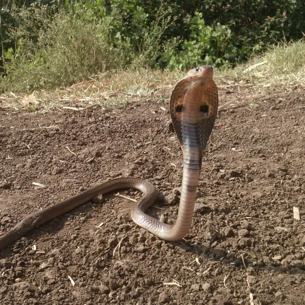 HELPING SNAKES DURING NAG PANCHAMI - Animal Rahat