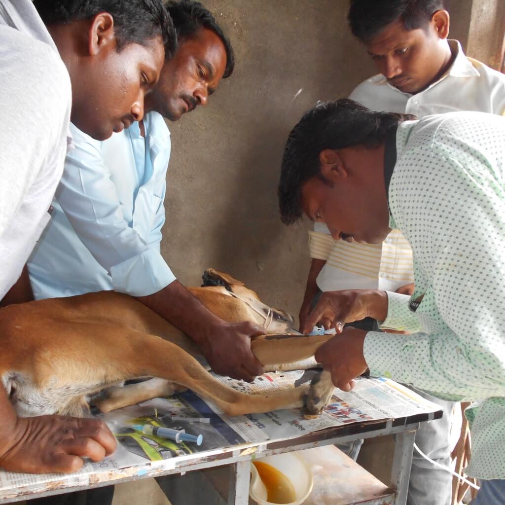 NEW SANCTUARY SPAY/NEUTER PROGRESS! - Animal Rahat