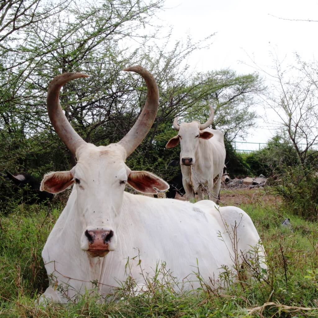 THE TRACTOR PROJECT STOPS THE MISERY OF MORE THAN 5,000 BULLOCKS ...