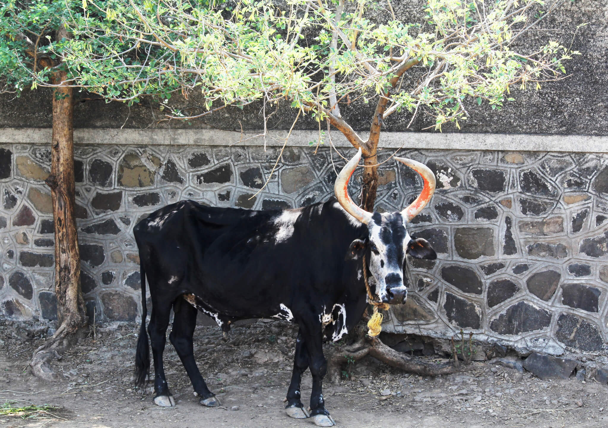 REMEMBERING ABDUL - Animal Rahat