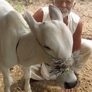 VICTORIES OVER ANIMAL CRUELTY, ONE CALF AT A TIME - Animal Rahat