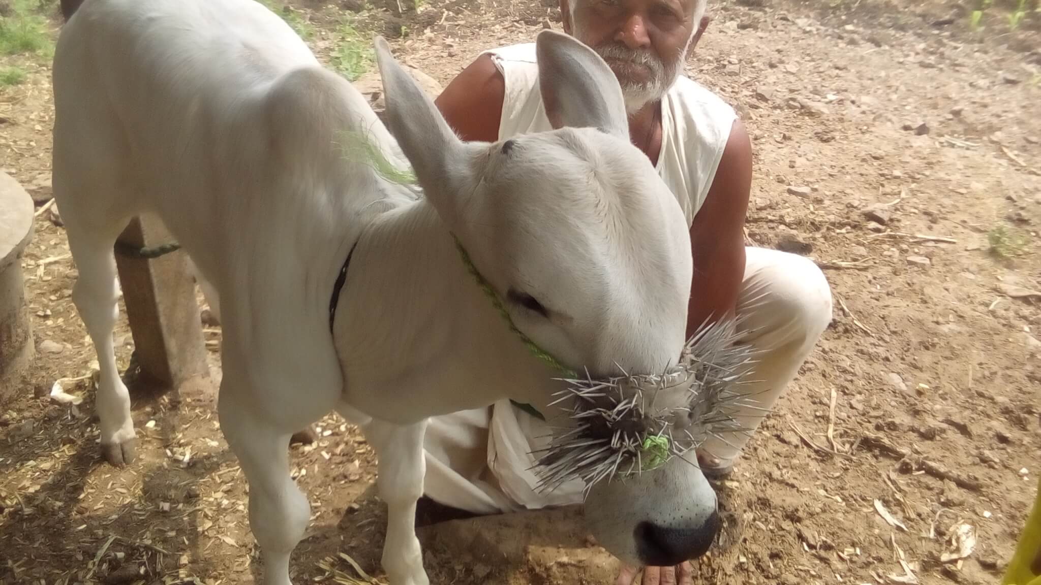 VICTORIES OVER ANIMAL CRUELTY, ONE CALF AT A TIME | Animal Rahat
