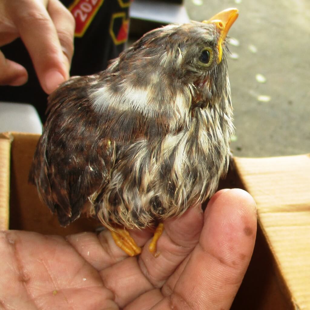 A BIT OF COMPASSION GIVES BABY BIRDS A BRIGHT FUTURE - Animal Rahat