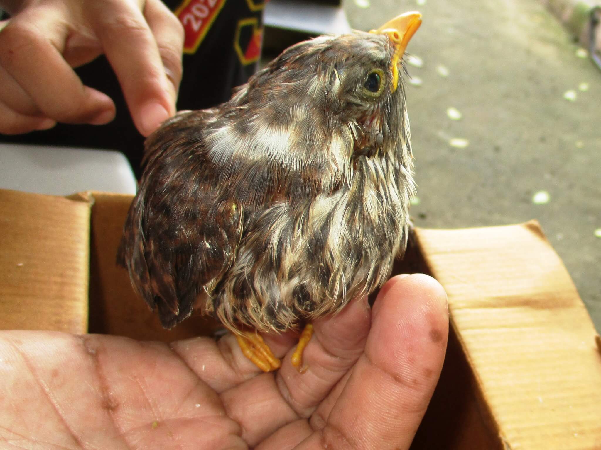 A BIT OF COMPASSION GIVES BABY BIRDS A BRIGHT FUTURE - Animal Rahat