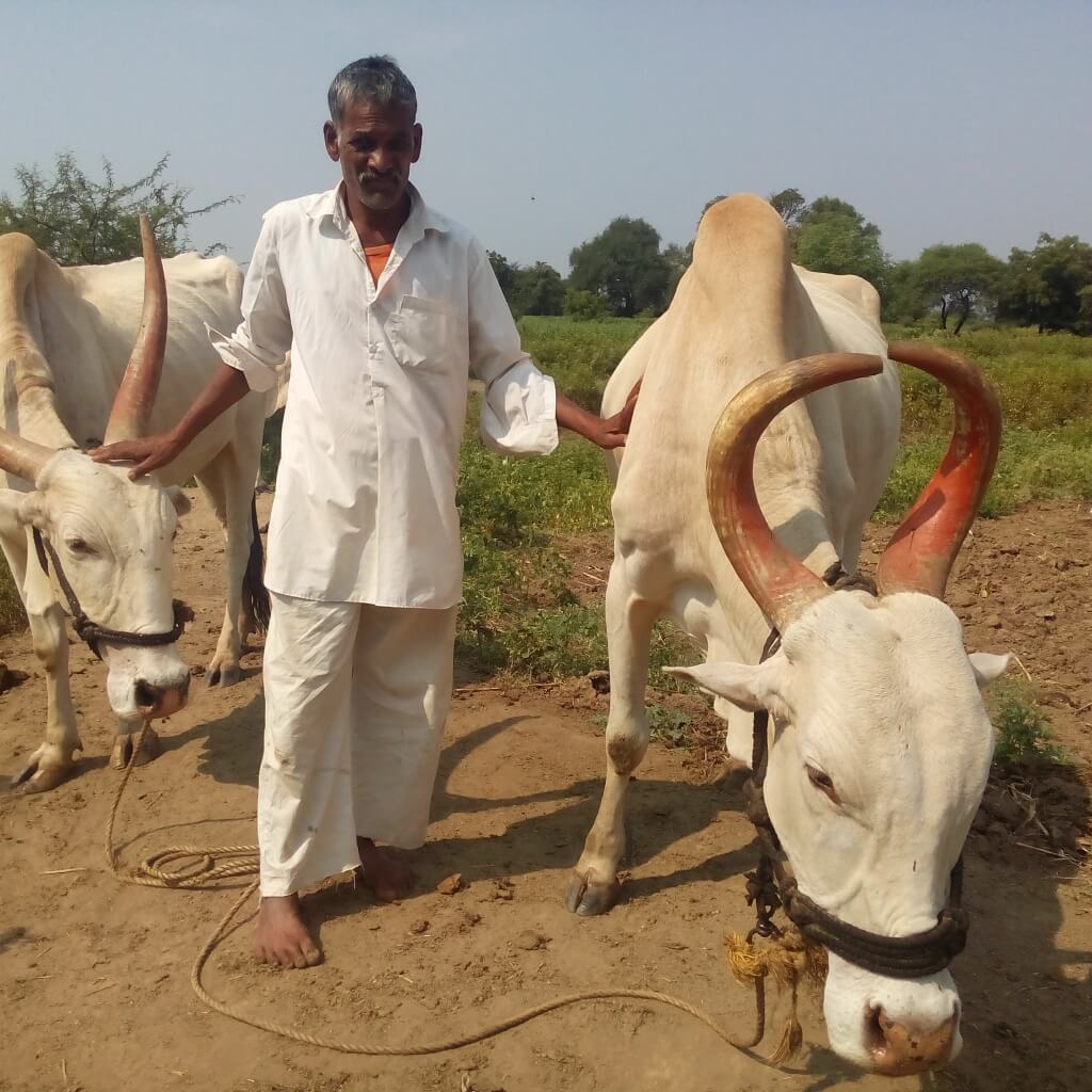 A BULLOCK SHEDS HIS NOSE ROPE AND BONDS WITH HIS OWNER - Animal Rahat