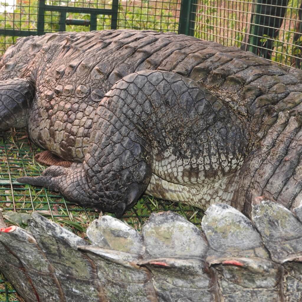 A DARING CROCODILE RESCUE CALMS A VILLAGE - Animal Rahat