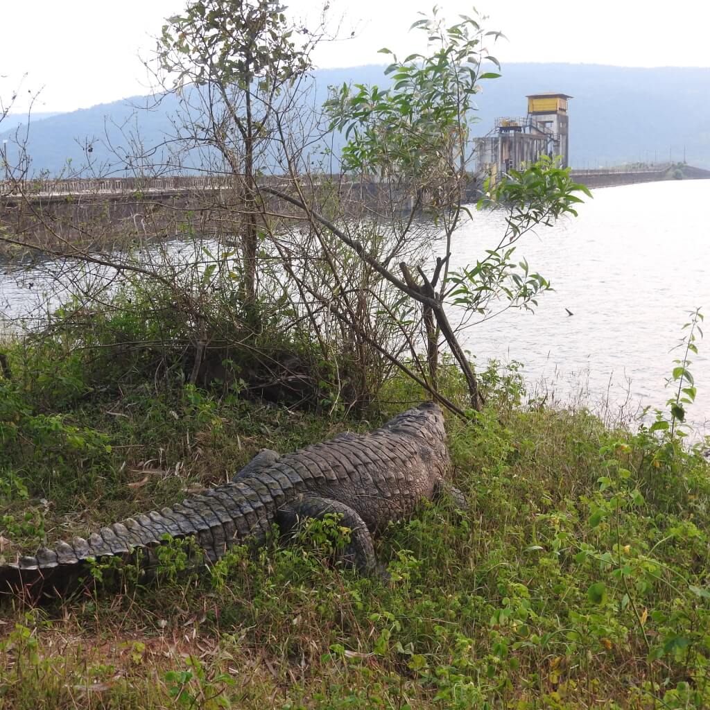 A DARING CROCODILE RESCUE CALMS A VILLAGE - Animal Rahat