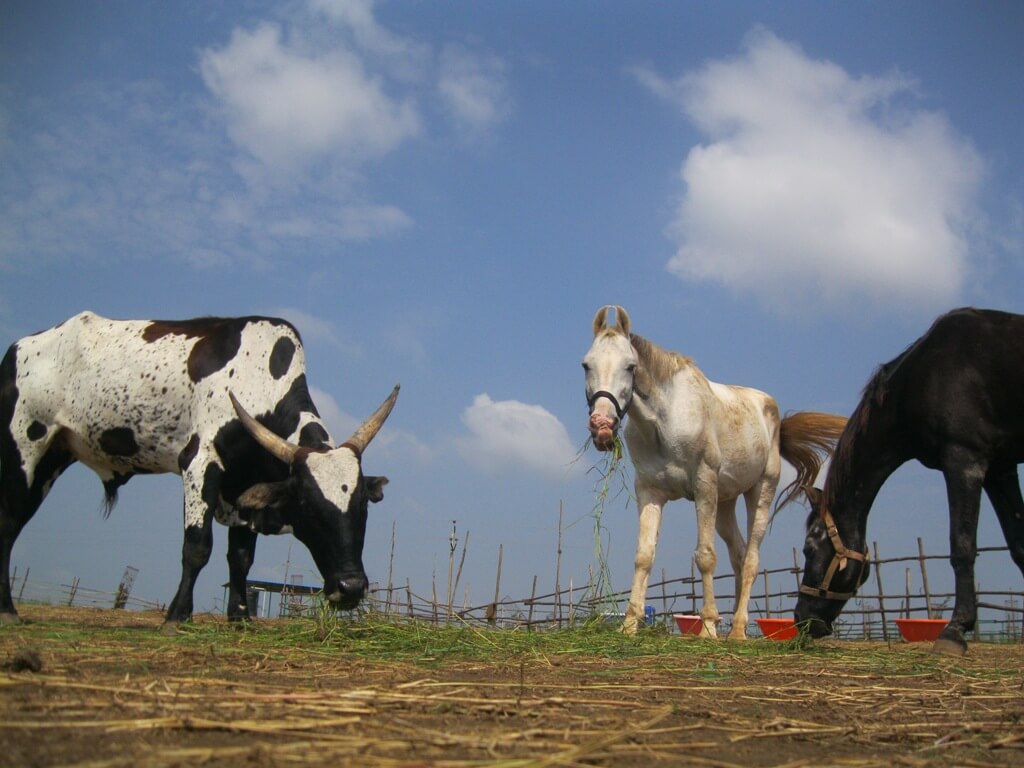 PEACE IN THE NEW SANCTUARY AND NEW HOMES FOR PONIES - Animal Rahat