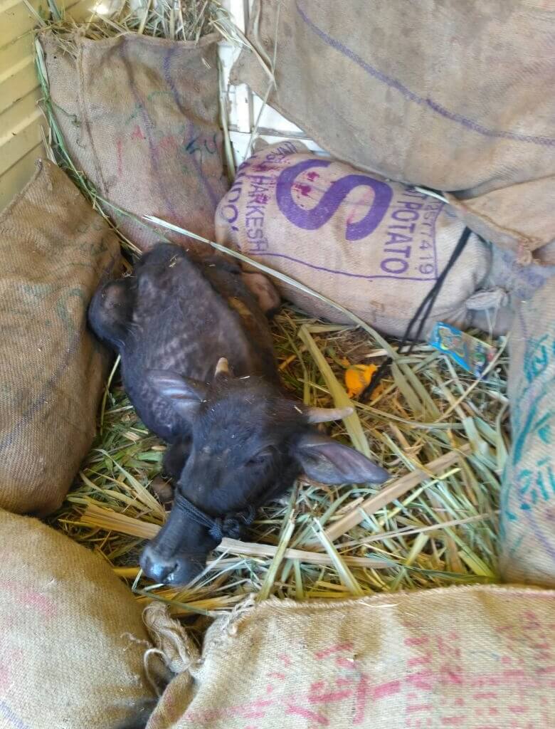 THE SANCTUARY WELCOMES ITS NEWEST RESIDENT, MAHESH - Animal Rahat