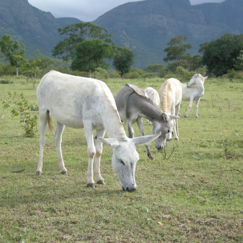 FUN WITH FRIENDS IN STORE FOR RETIRED DONKEYS - Animal Rahat