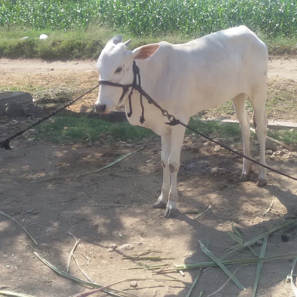 BILATERAL TETHERING IS TORTURE - Animal Rahat