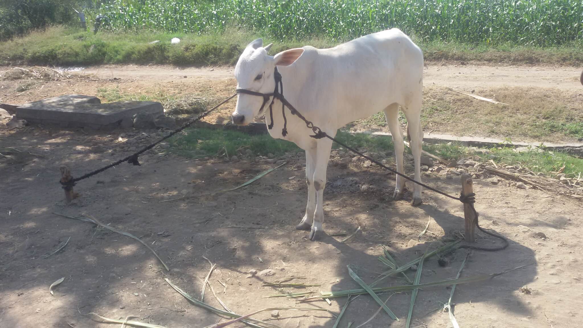 BILATERAL TETHERING IS TORTURE - Animal Rahat