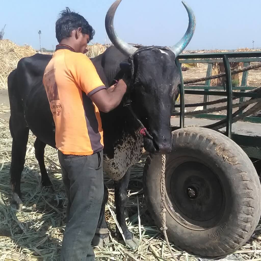 EVERYONE WINS: AN OWNER GAINS COMPASSION; A BULLOCK LOSES HIS NOSE ROPE ...