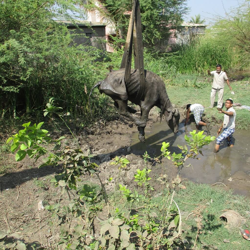 Revisiting Four Happy Endings | Animal Rahat