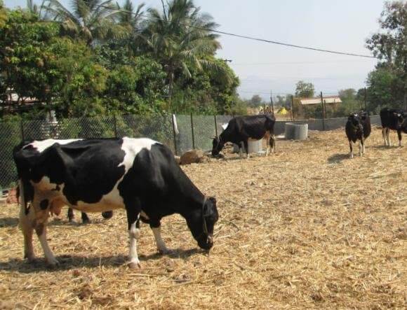DAIRY FARM MAKEOVER TURNS COWS' PRISON INTO PASTURE | Animal Rahat