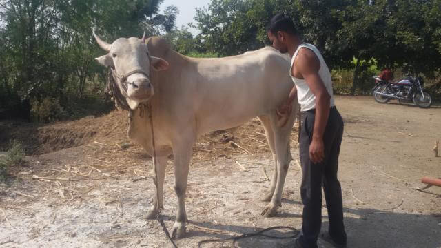 HOW MEDICINE AND AFFECTION ARE CHANGING BULLOCKS' LIVES - Animal Rahat