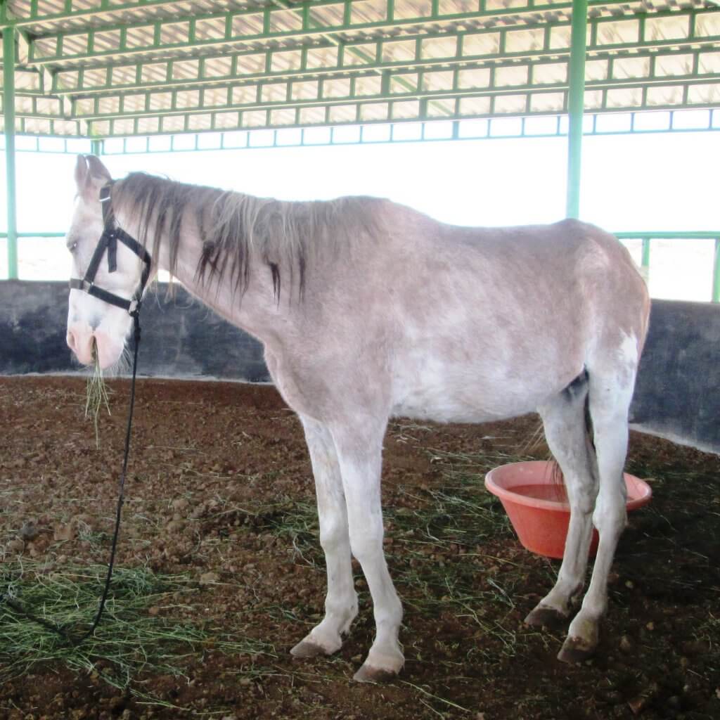 BADAL SAYS GOODBYE TO A LIFE OF ABUSE - Animal Rahat