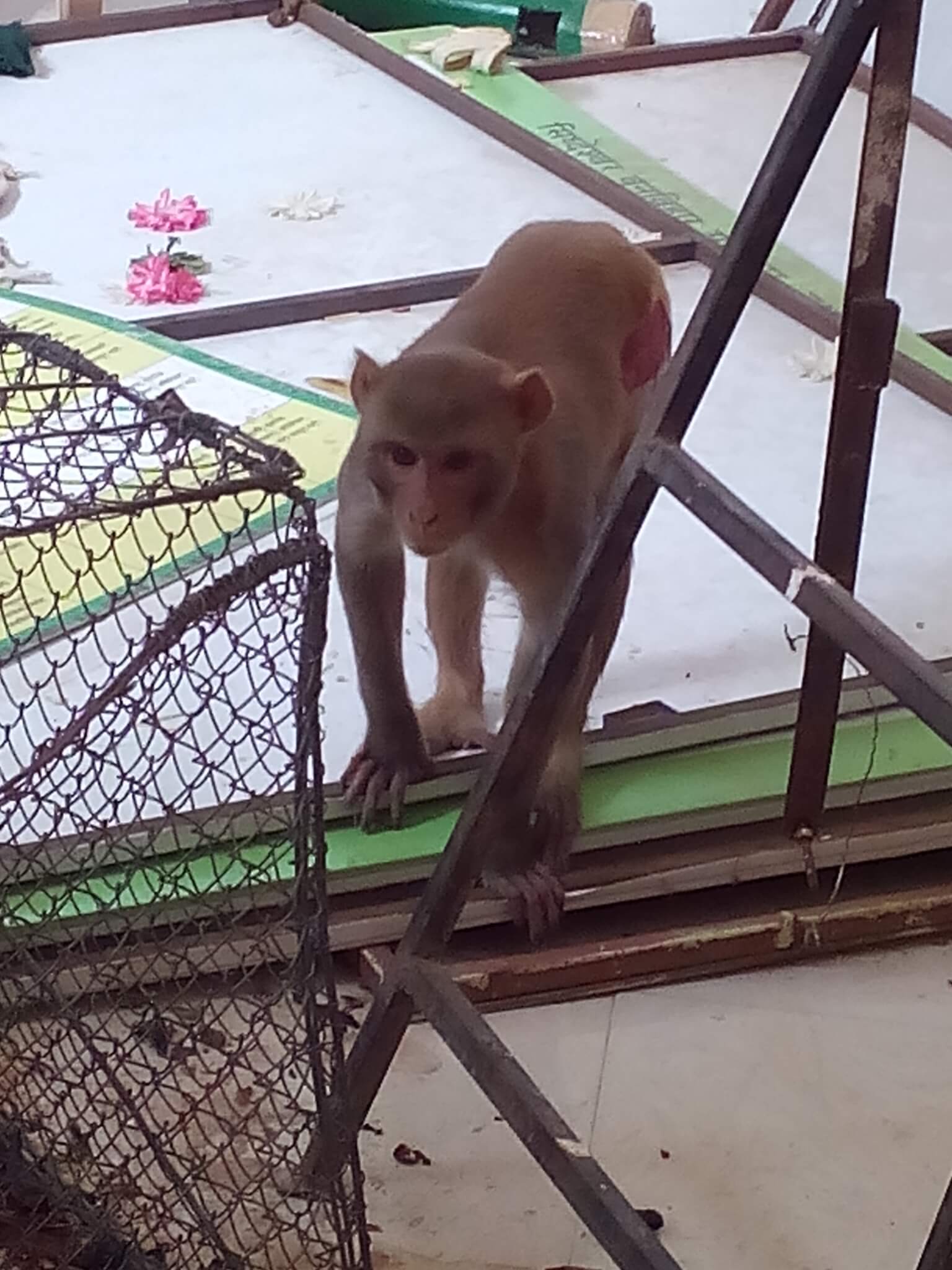 One Rhesus Monkey’s Long Road to a Happy Ending - Animal Rahat