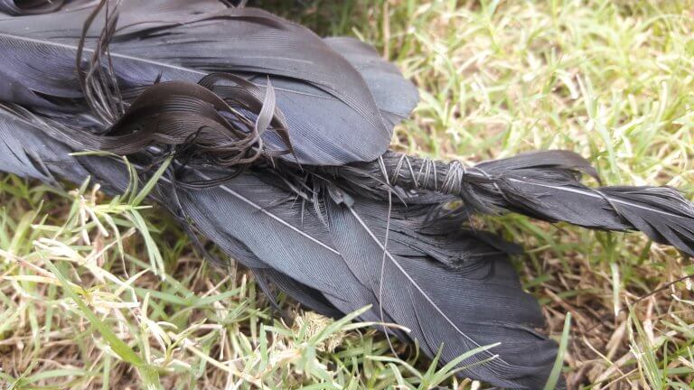 A GRAVITY DEFYING RESCUE SAVES A CROW - Animal Rahat