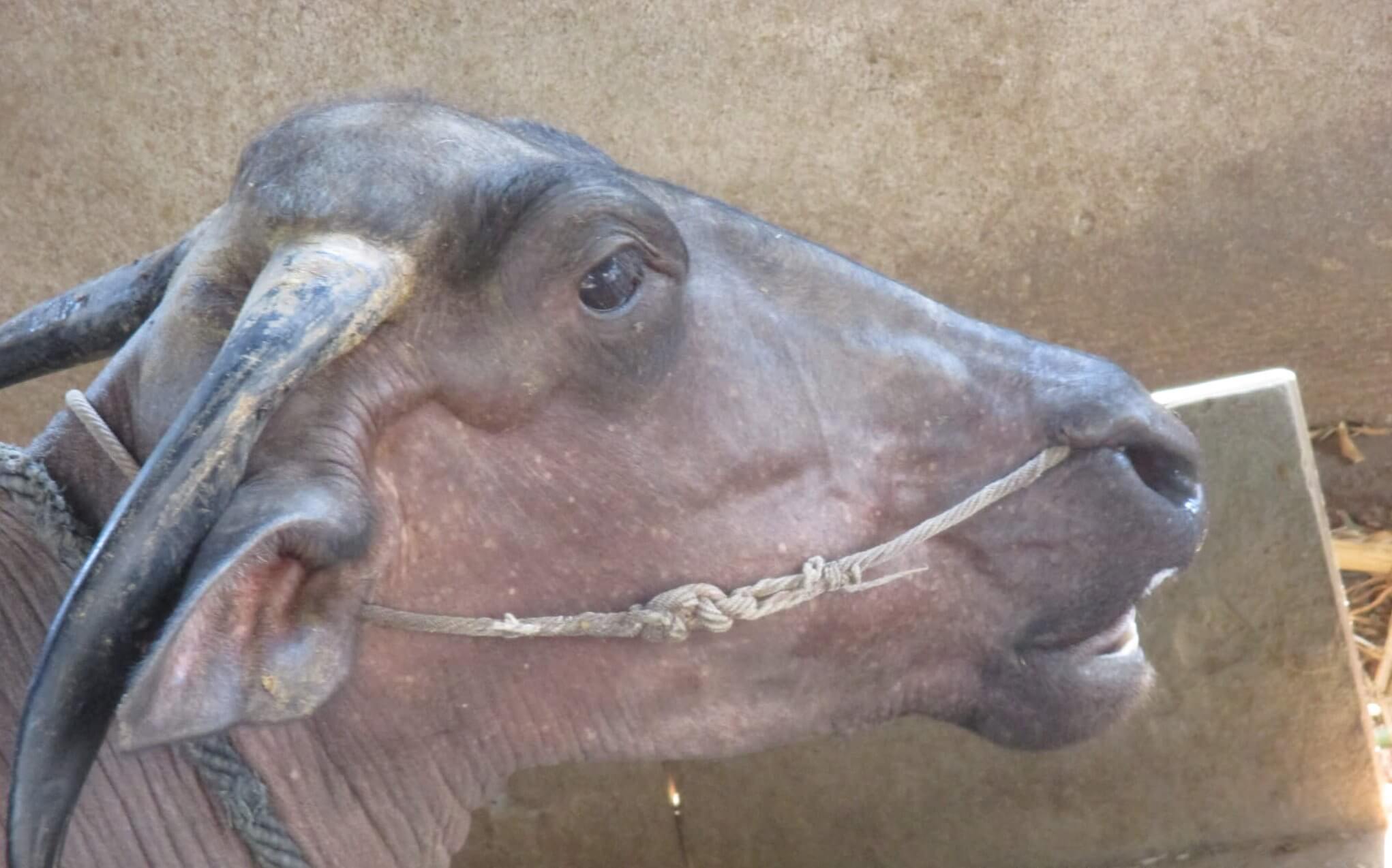 It's Never Too Late: The Ripple Effect Of One Farmer's Change For Good ...