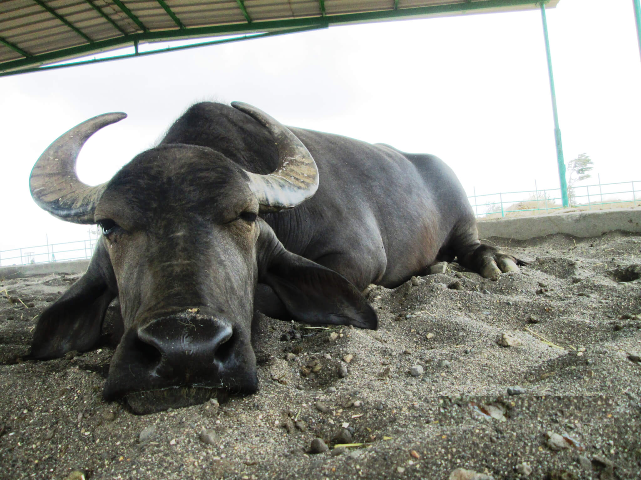 Sanctuary Life: Fun in the Sun (and Water) - Animal Rahat