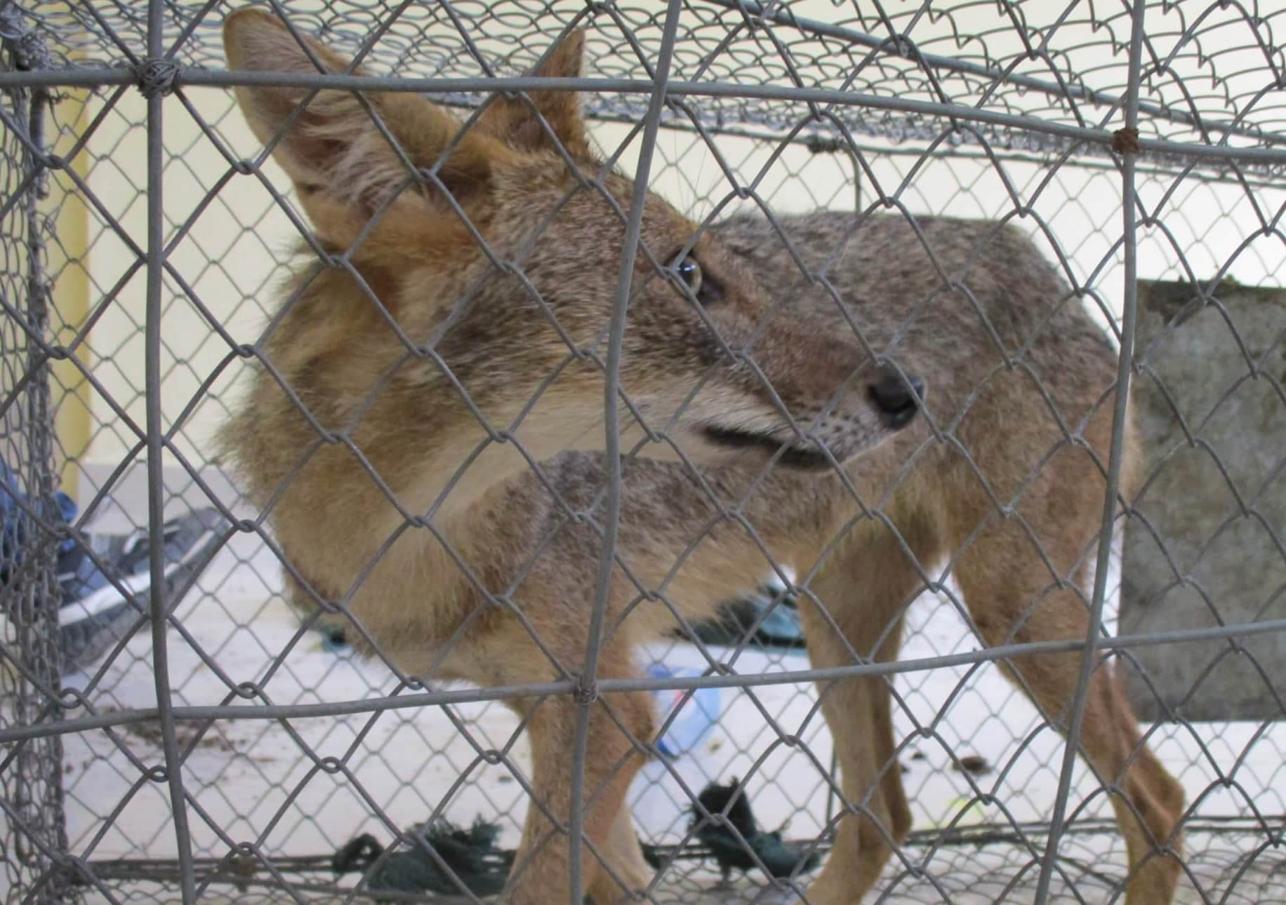 A Fox Loses Her Tail But Keeps Her Life - Animal Rahat