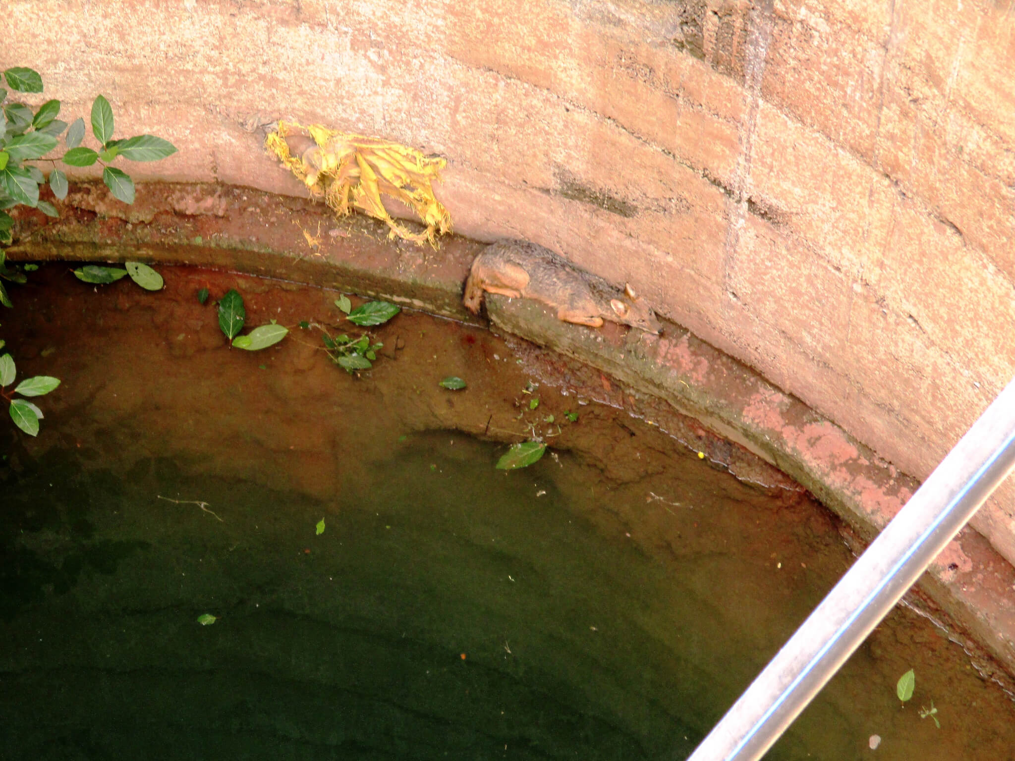 A Fox Loses Her Tail But Keeps Her Life - Animal Rahat