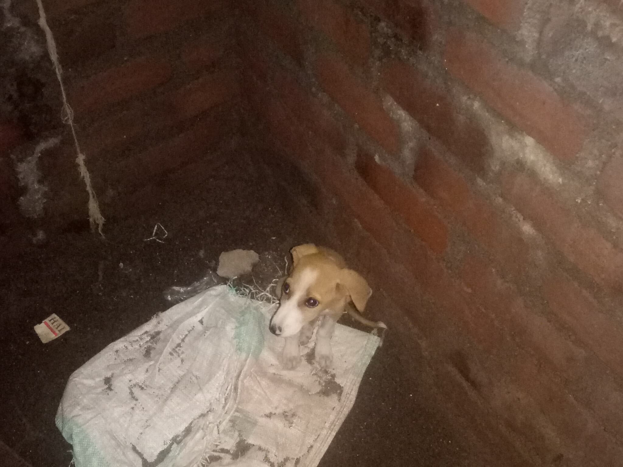 A Tale of Two Uplifting Rescues - Animal Rahat