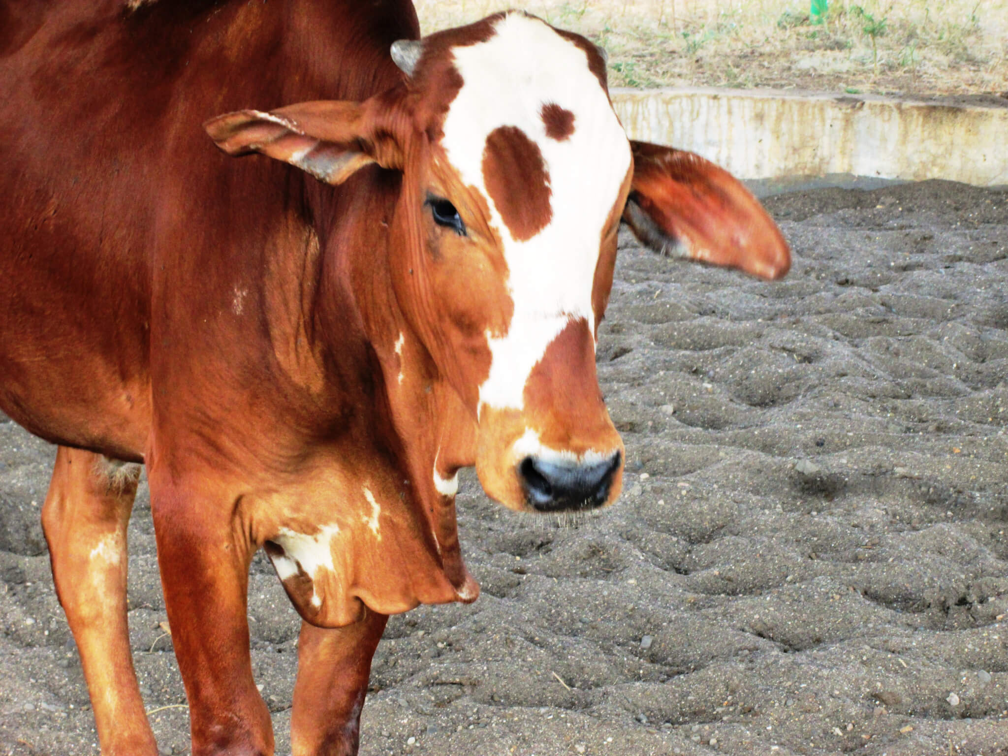 This Bull Is a Real 'Dear' - Animal Rahat