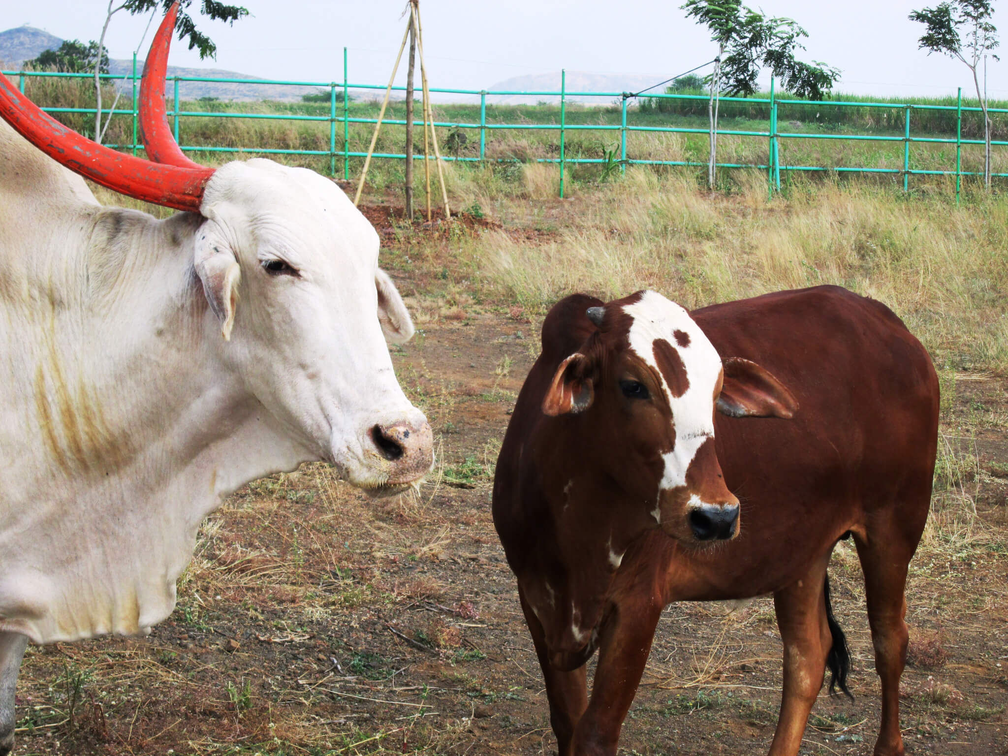 This Bull Is a Real 'Dear' - Animal Rahat